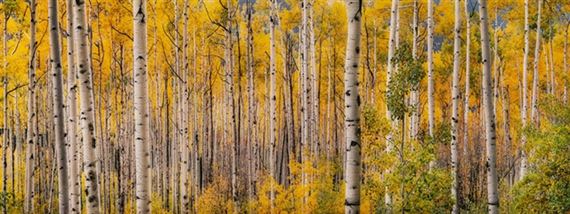 Steven Friedman | Biography