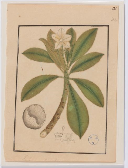 Indian School, 19th Century | Botanical Drawing; Commissioned By ...