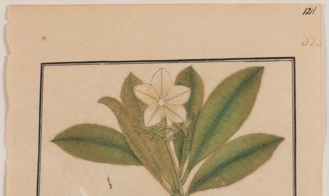 Indian School, 19th Century | Botanical Drawing; Commissioned By ...