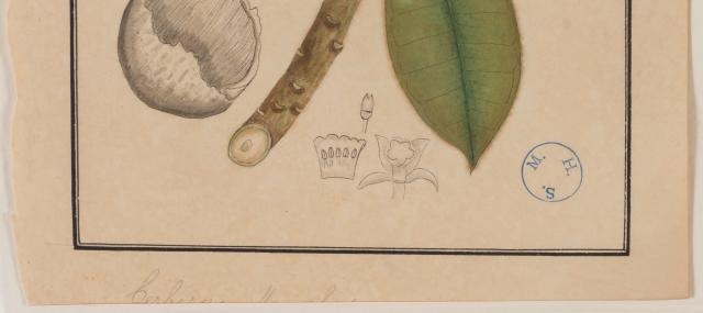 Indian School, 19th Century | Botanical Drawing; Commissioned By ...