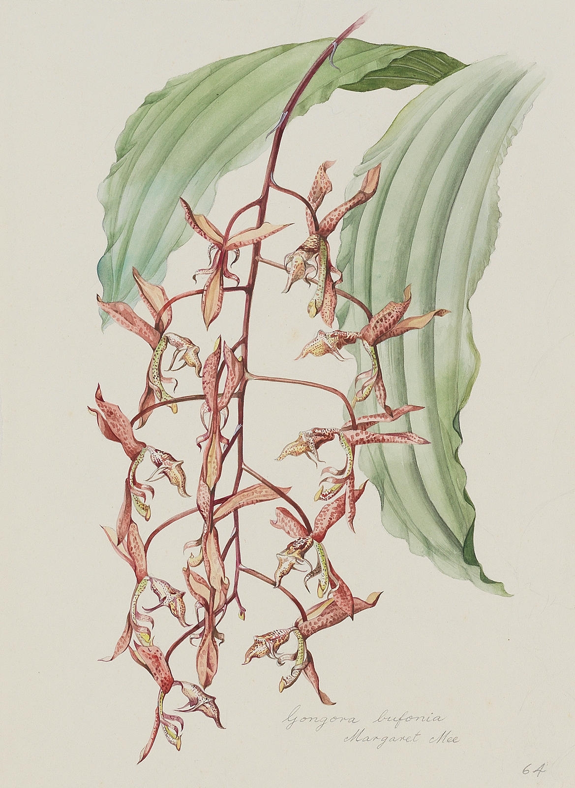 Margaret Mee | Flowers of the Brazilian Forests, NUMBER 58 OF 100 ...