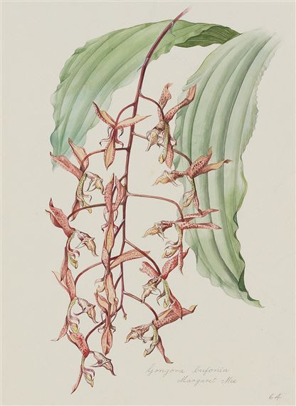 Margaret Mee | Flowers of the Brazilian Forests, NUMBER 58 OF 100 ...