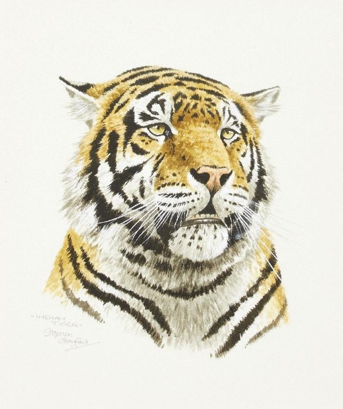 Stephen Gayford | Indian Tiger and Leopard | MutualArt