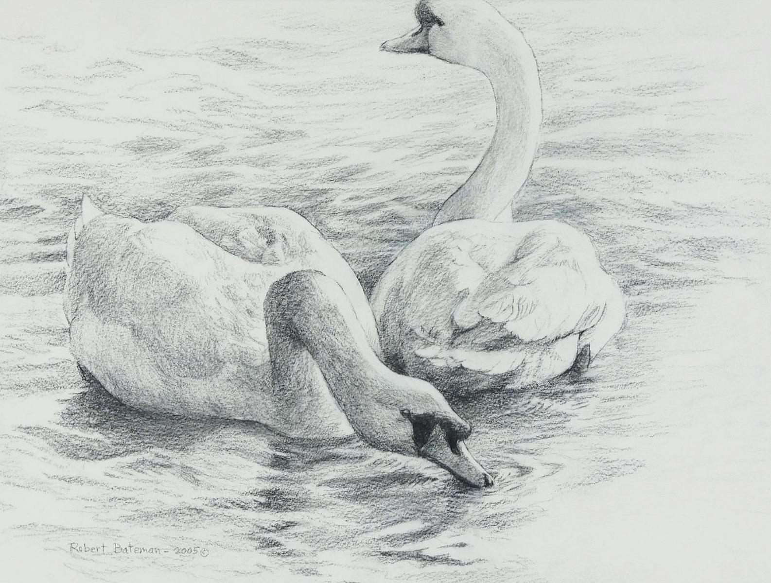 Swan Pencil Sketch