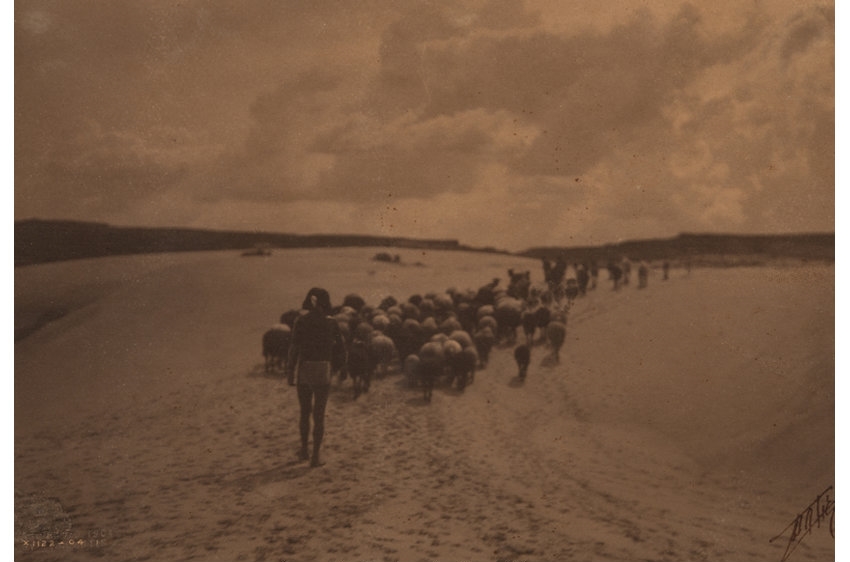 Edward S. Curtis | Hopi Boy Herding Sheep (1905) | MutualArt