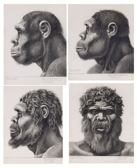 Friedrich Winker | Four anthropological drawings of Homo erectus and ...