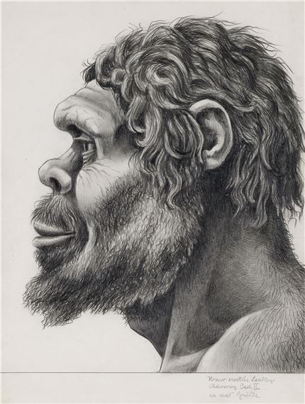 Friedrich Winker | Four anthropological drawings of Homo erectus and ...