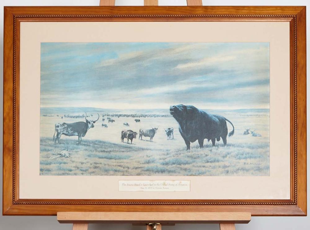 F. C. Murphy | The Angus Breed is Launched in the United States of ...