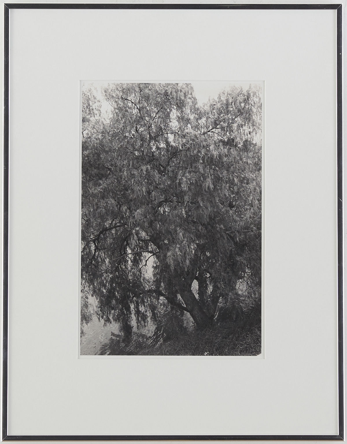 Lee Friedlander | Australia | MutualArt