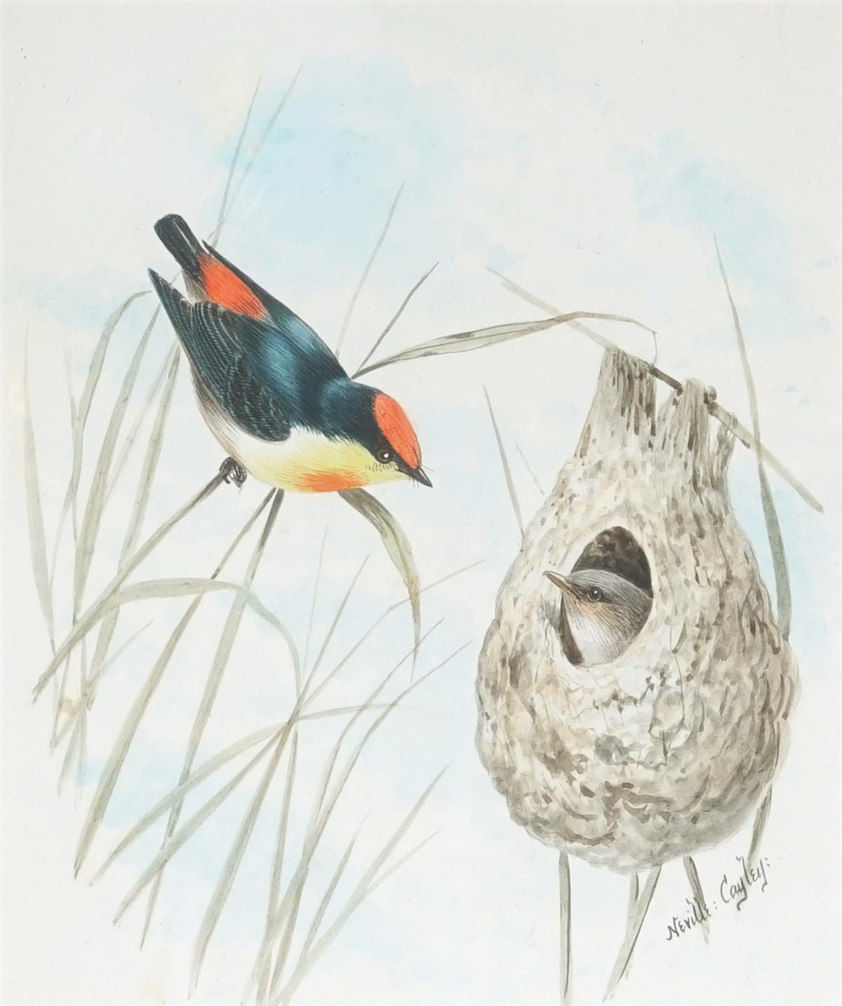 Neville William Cayley | Robin and Nest | MutualArt