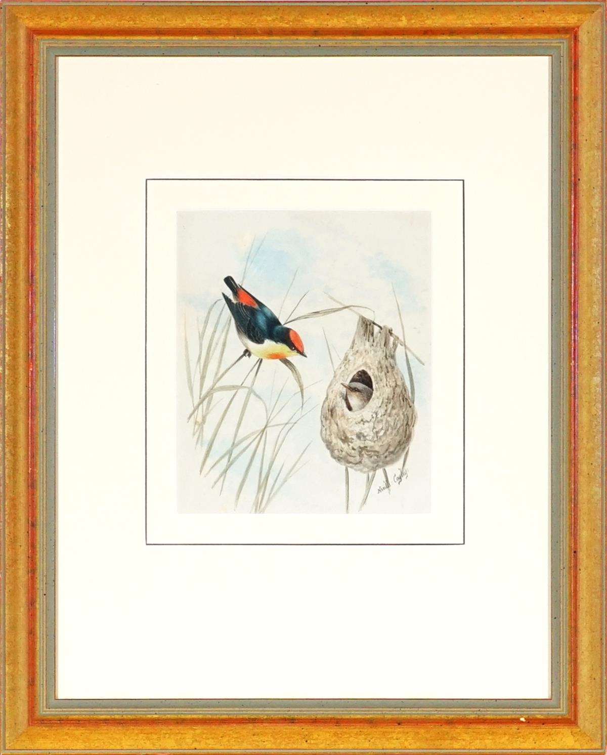 Neville William Cayley | Robin and Nest | MutualArt