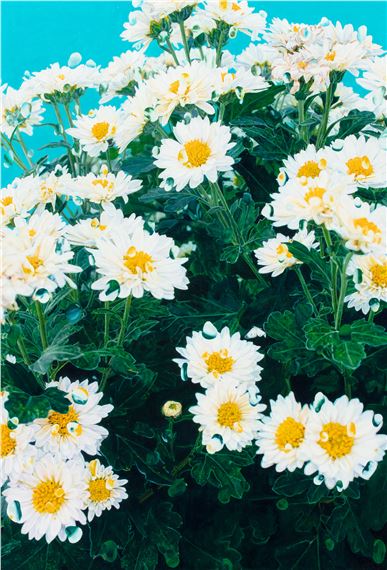 Kim InJi | 6 Artworks at Auction | MutualArt