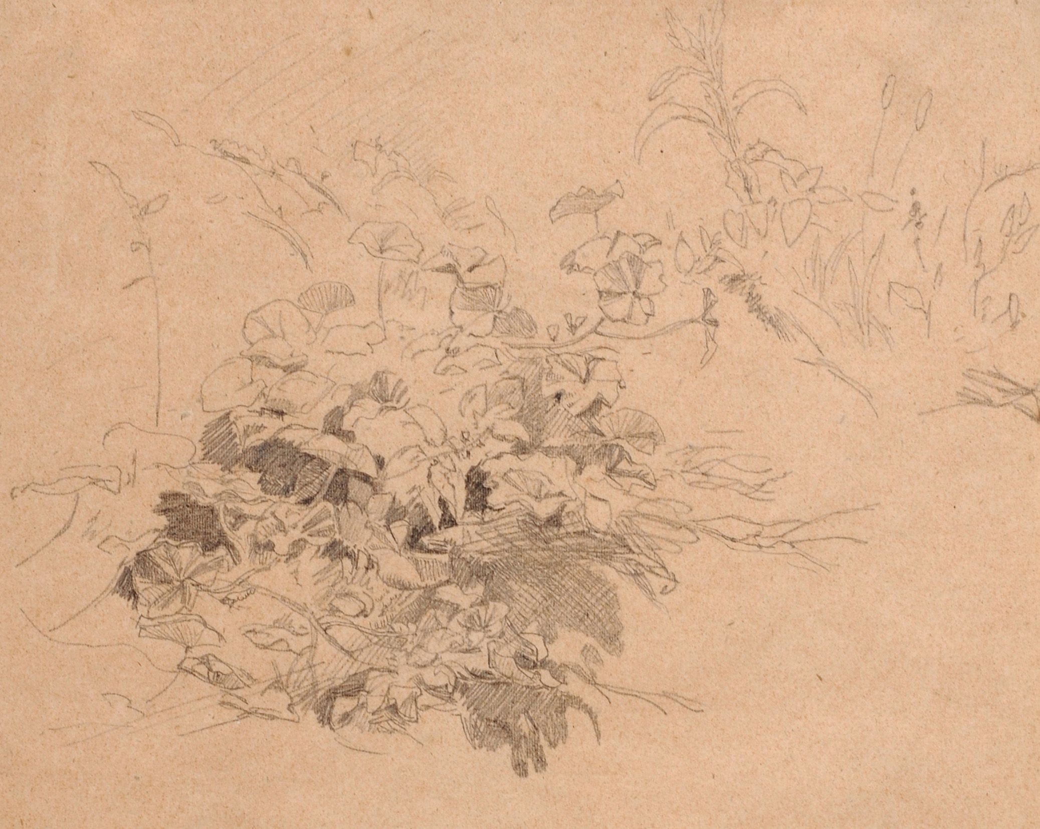 Christian Friedrich Gille | Pflanzenstudie (Mid 19th Century) | MutualArt