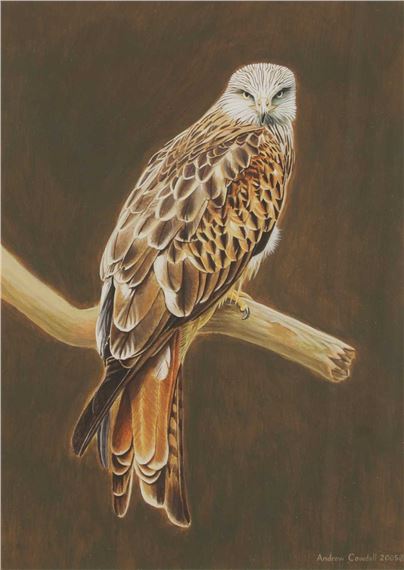 Andrew Cowdell | Biography