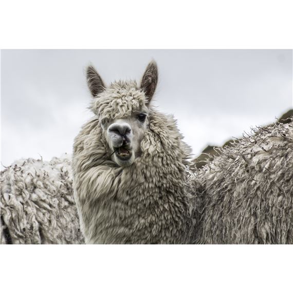 Tyler Talbot | Biography