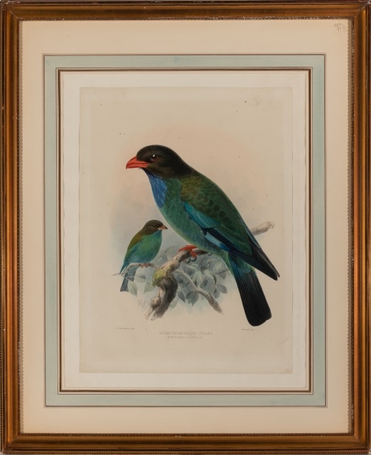 Johannes Gerardus Keulemans | Sheets | MutualArt