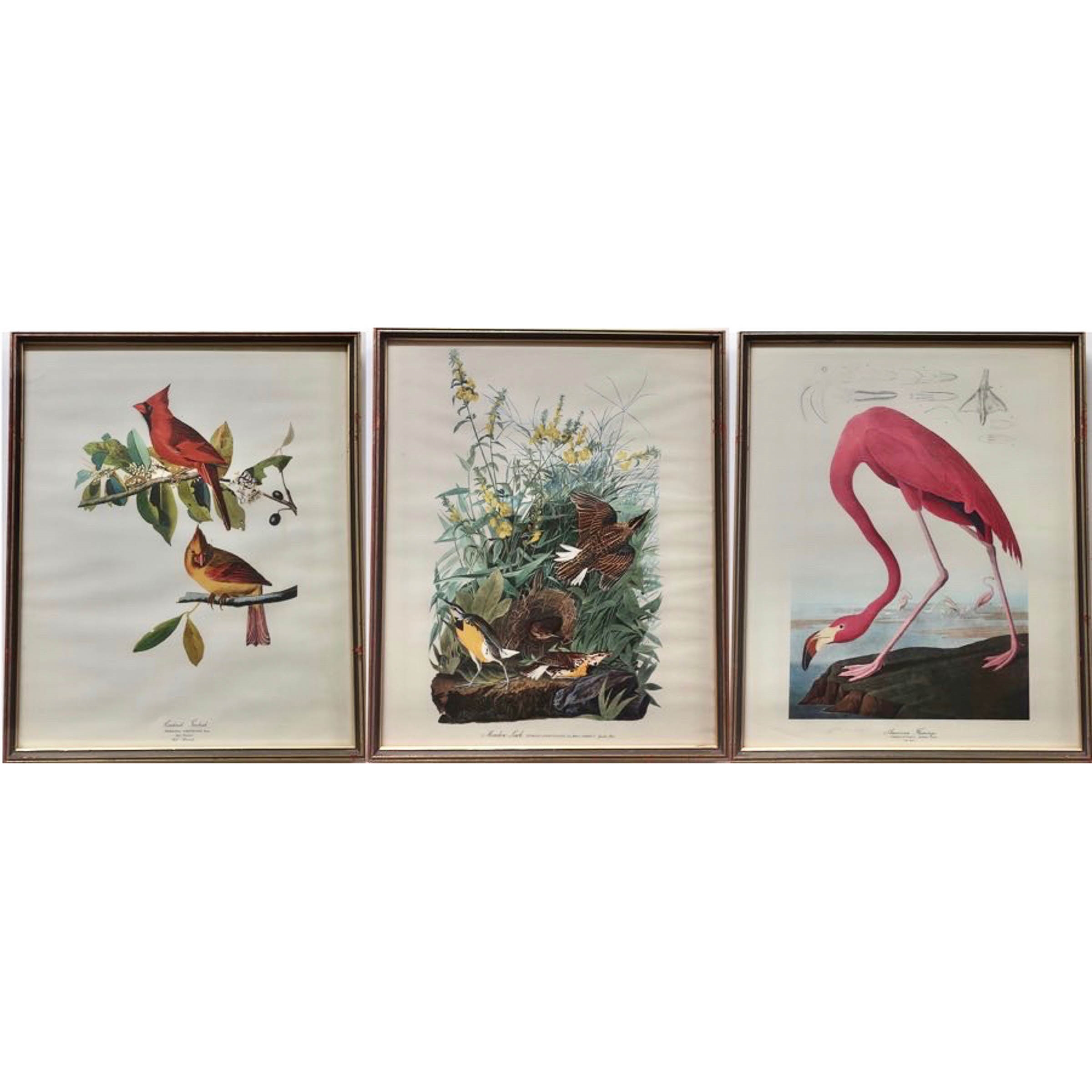 John James Audubon | VARIOUS TITLES (Mid 20th Century) | MutualArt