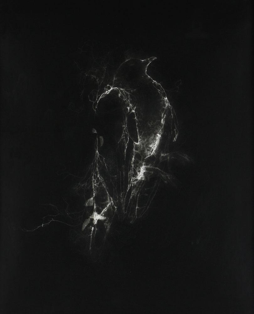 Gerhard Marx | Bird with Weeds | MutualArt