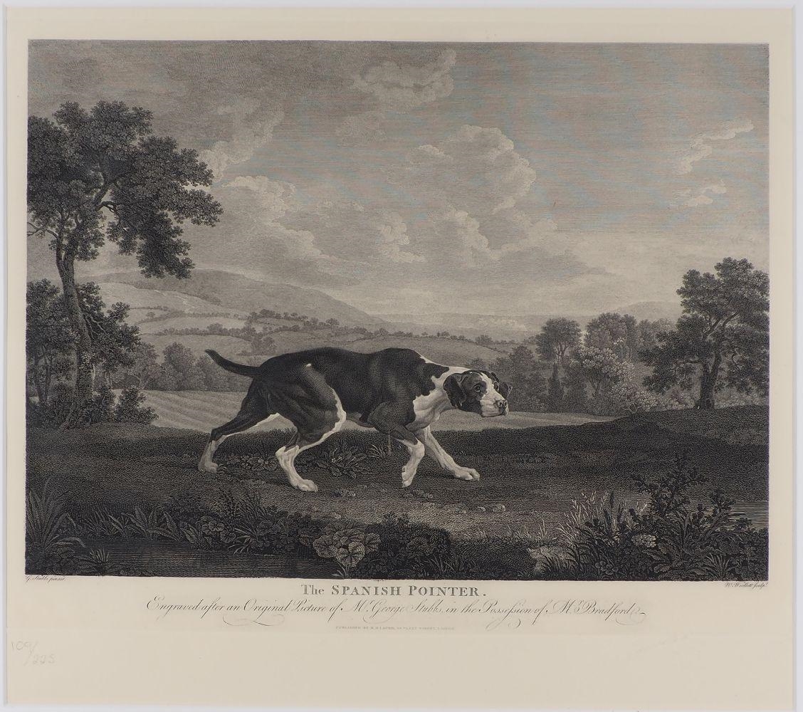 William Woollett | The Spanish Pointer | MutualArt