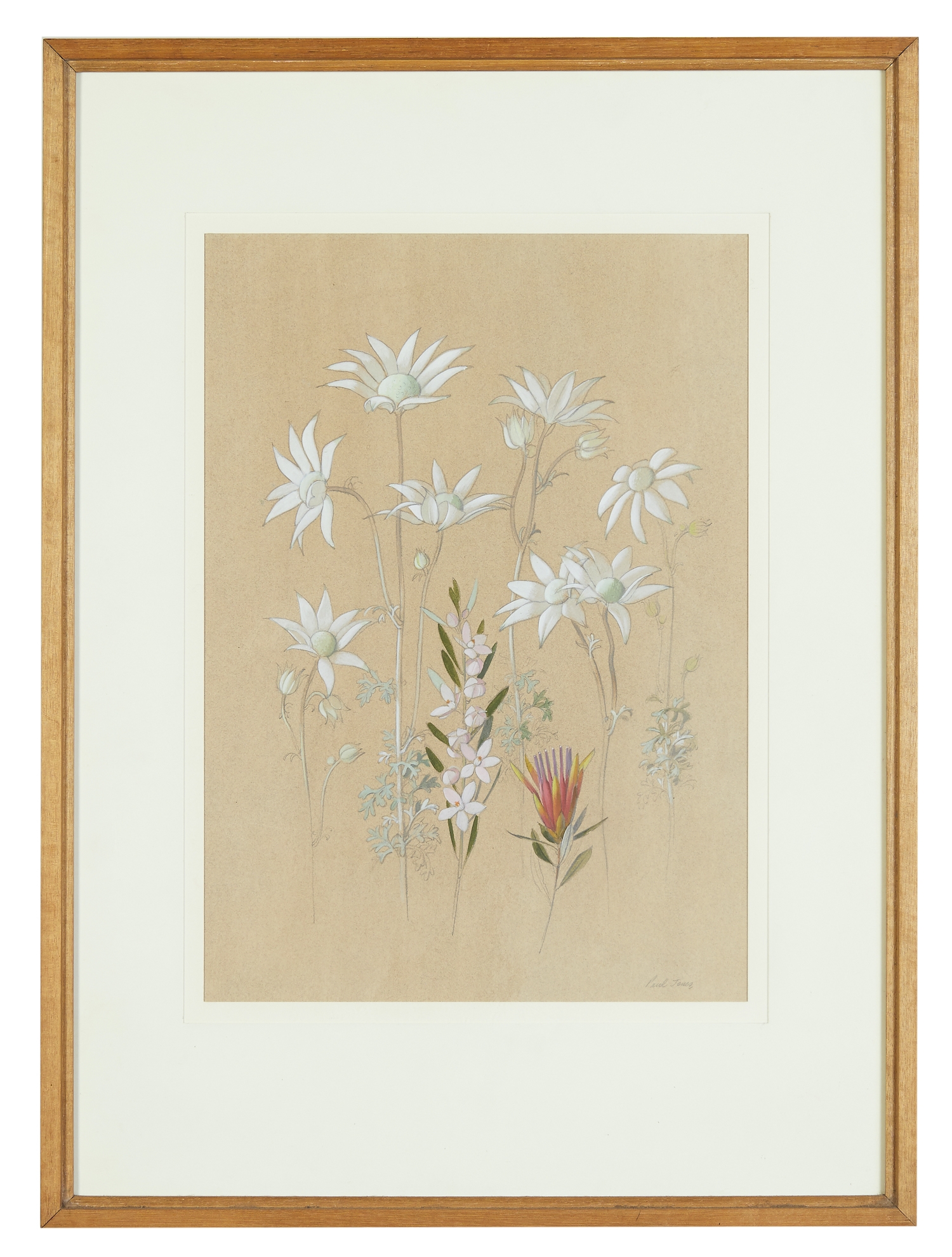 Paul OsborneJones | Flannel Flowers, Grevillea and Philoteca | MutualArt