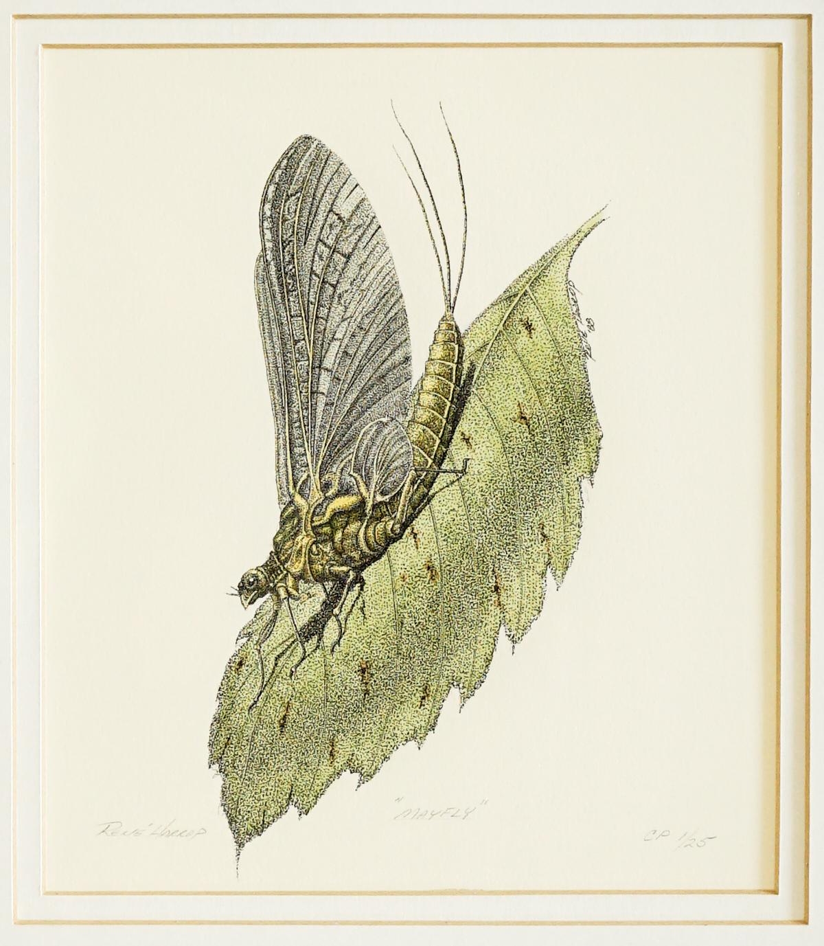 Rene Harrop | Mayfly and Pale Morning Dun Emergence Cycle | MutualArt