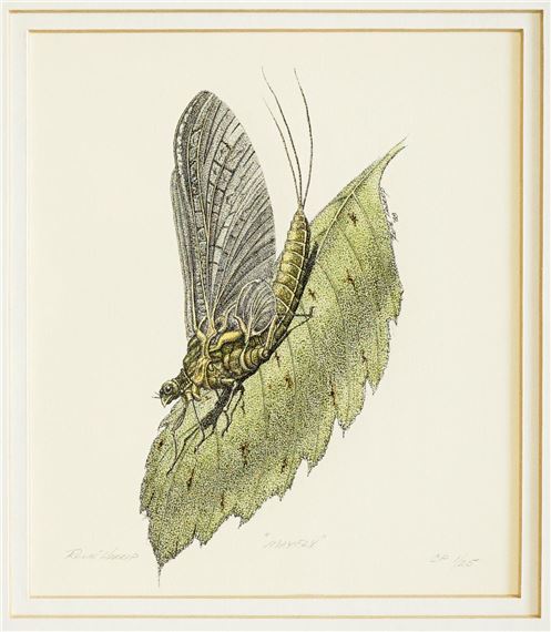 Rene Harrop | Mayfly and Pale Morning Dun Emergence Cycle | MutualArt