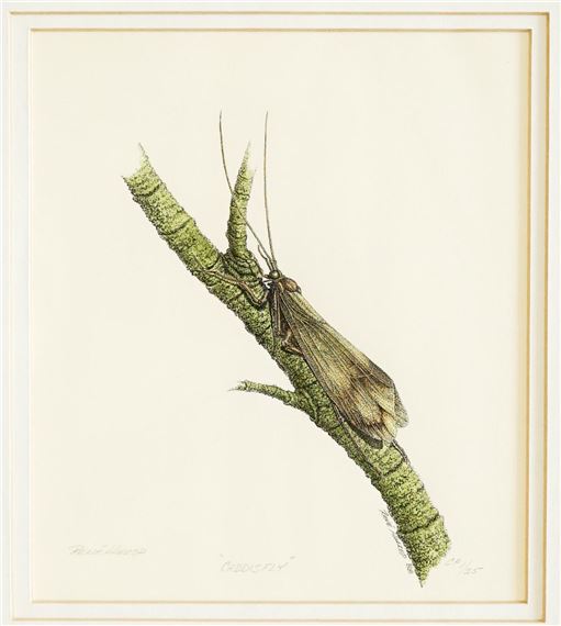 Rene Harrop | Caddisfly and Emergence Cycle | MutualArt