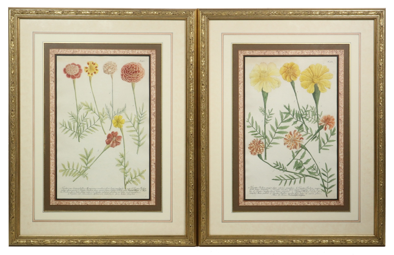 Georg Dionysius Ehret | PR OF 18TH C. MEZZOTINT BOTANICAL ENGRAVINGS BY ...