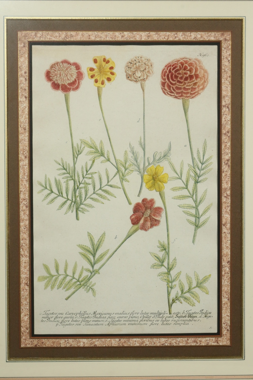 Georg Dionysius Ehret | PR OF 18TH C. MEZZOTINT BOTANICAL ENGRAVINGS BY ...