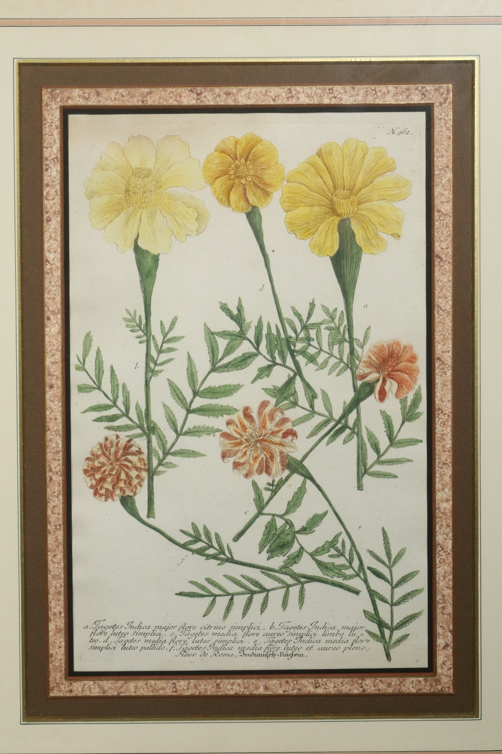 Georg Dionysius Ehret | PR OF 18TH C. MEZZOTINT BOTANICAL ENGRAVINGS BY ...