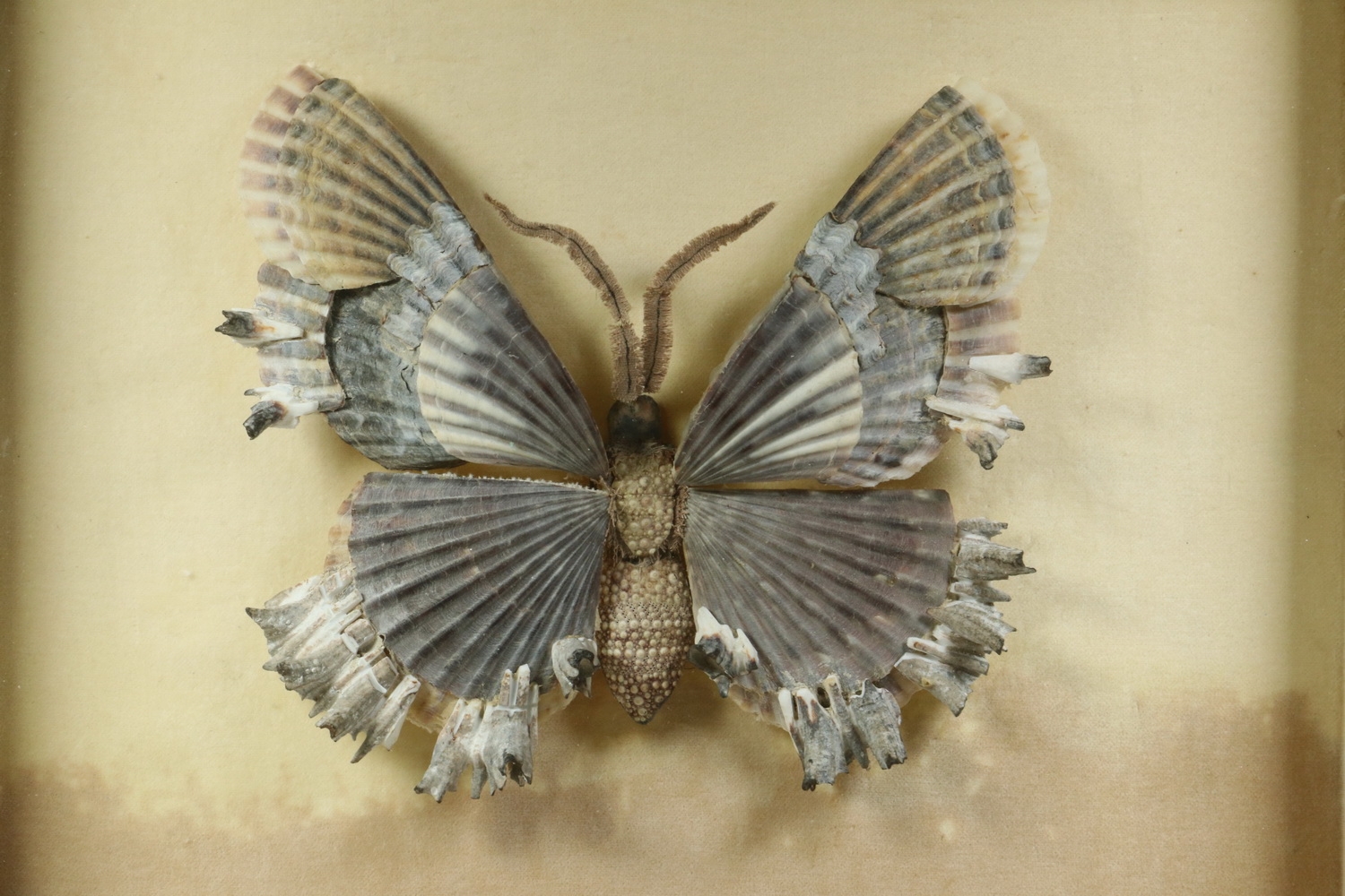 Brian White | Grey Barn Moth | MutualArt