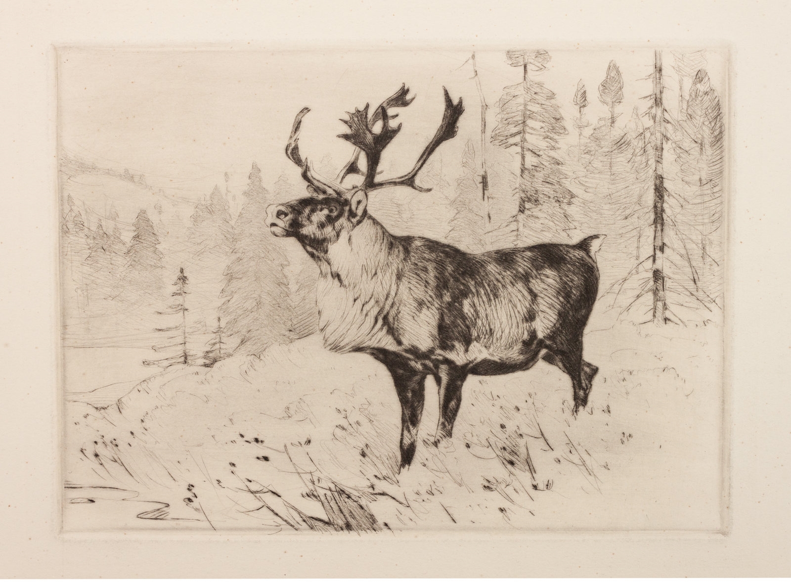 Carl Clemens Moritz Rungius | A Woodland Stag | MutualArt