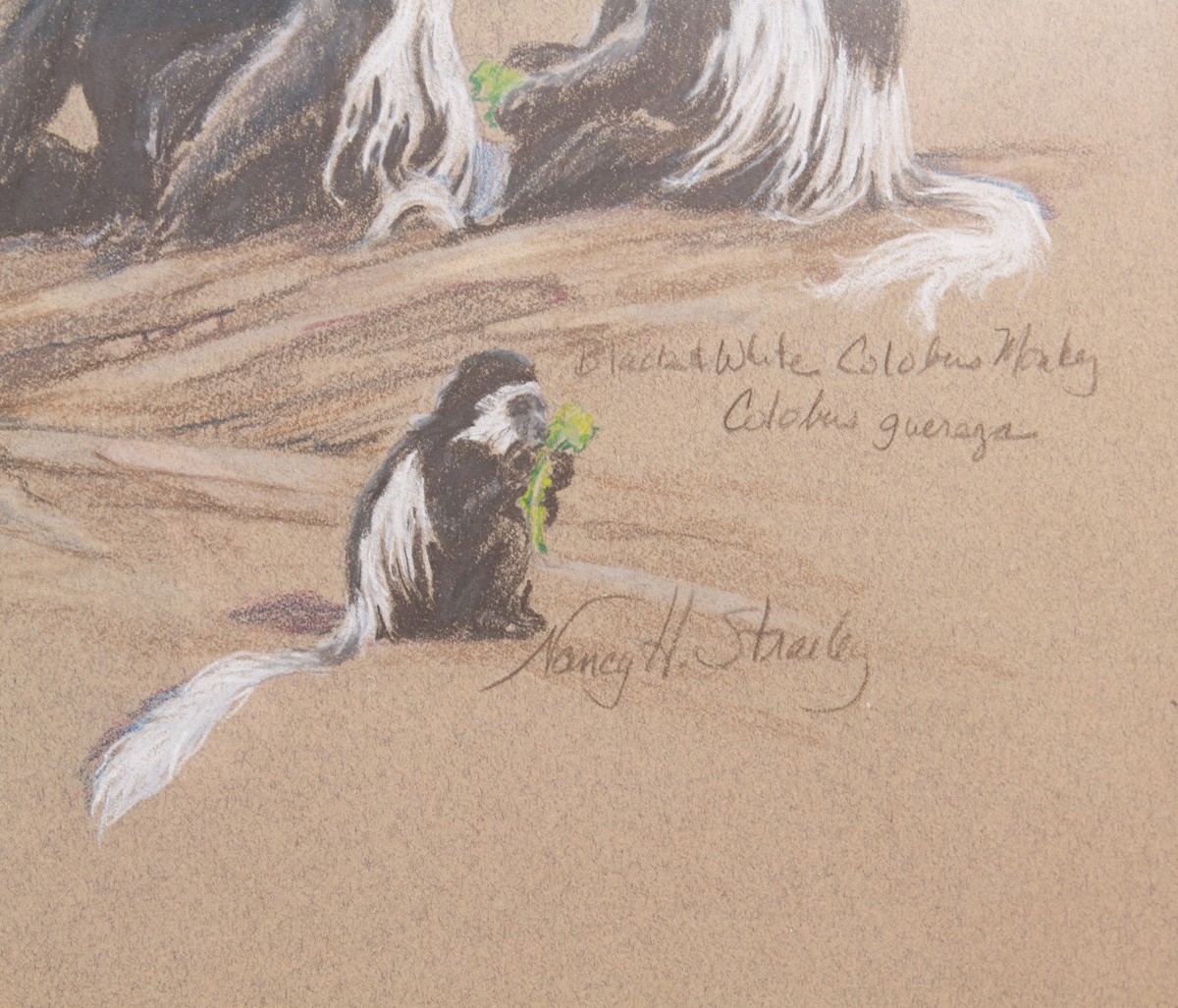 Nancy Strailey | SIMIAN STUDY | MutualArt