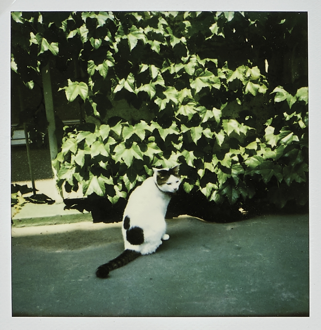 Nobuyoshi Araki Cat