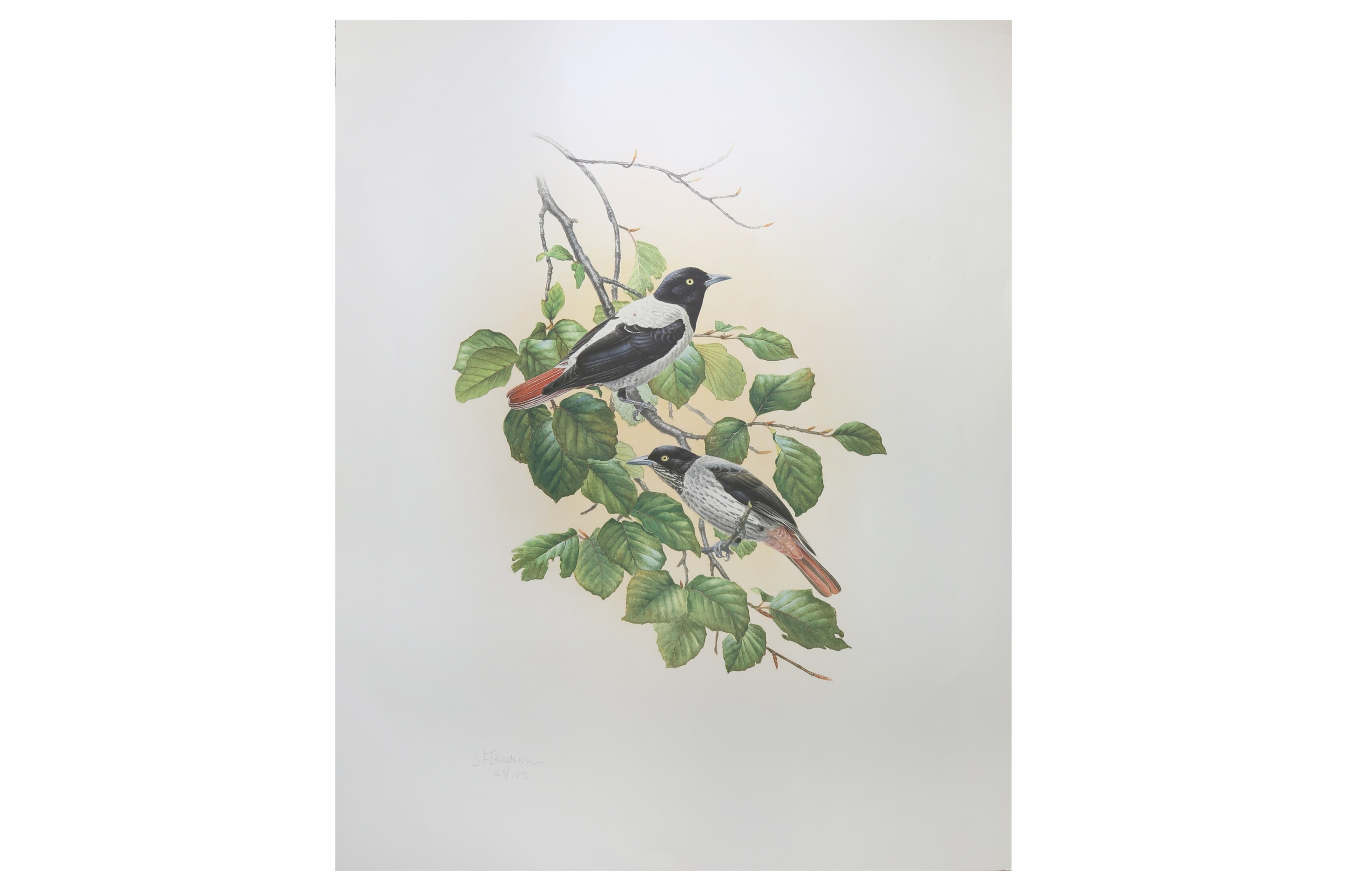 James Fenwick Lansdowne | Three collotypes from Rare Birds of China ...