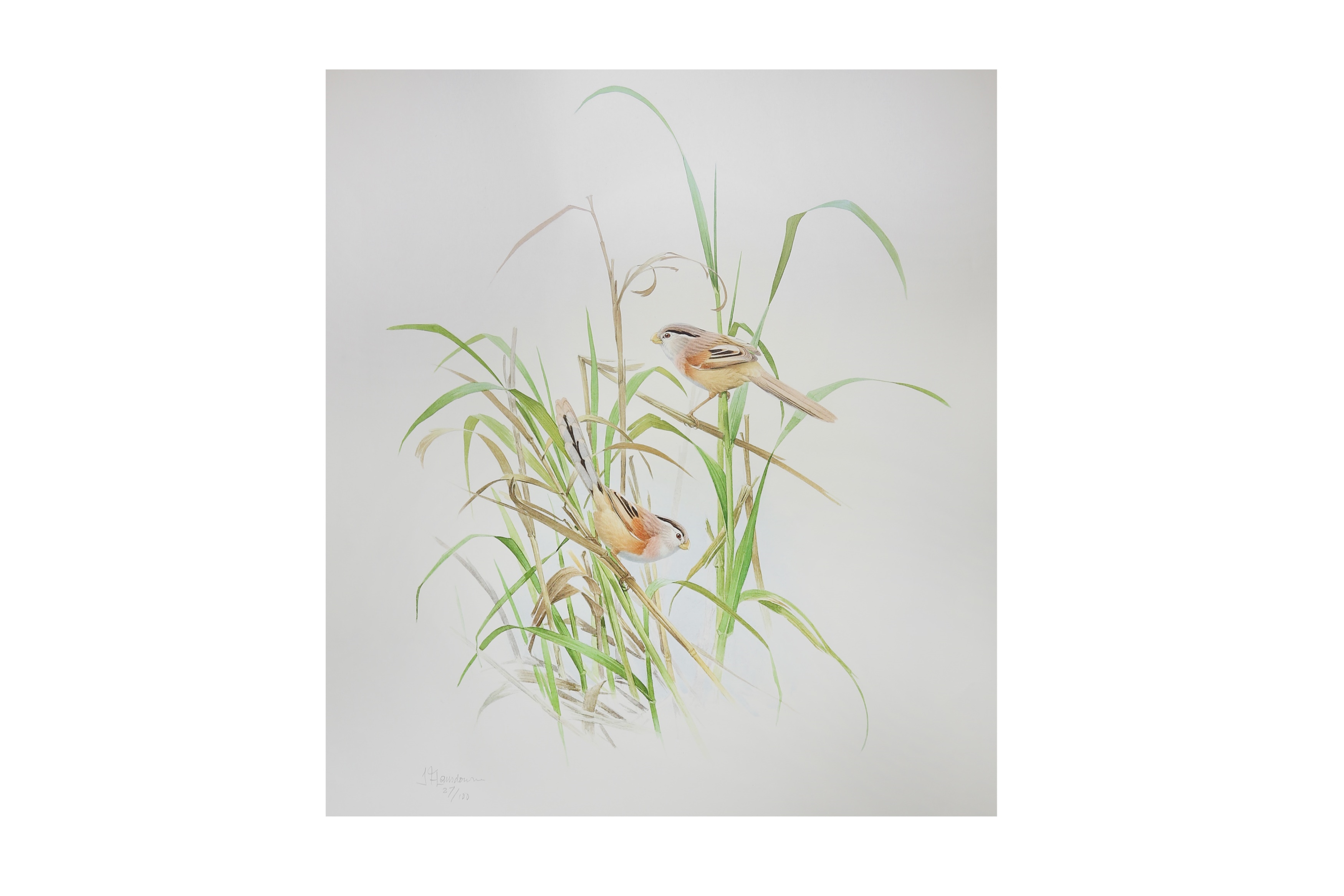 James Fenwick Lansdowne | Three collotypes from Rare Birds of China ...