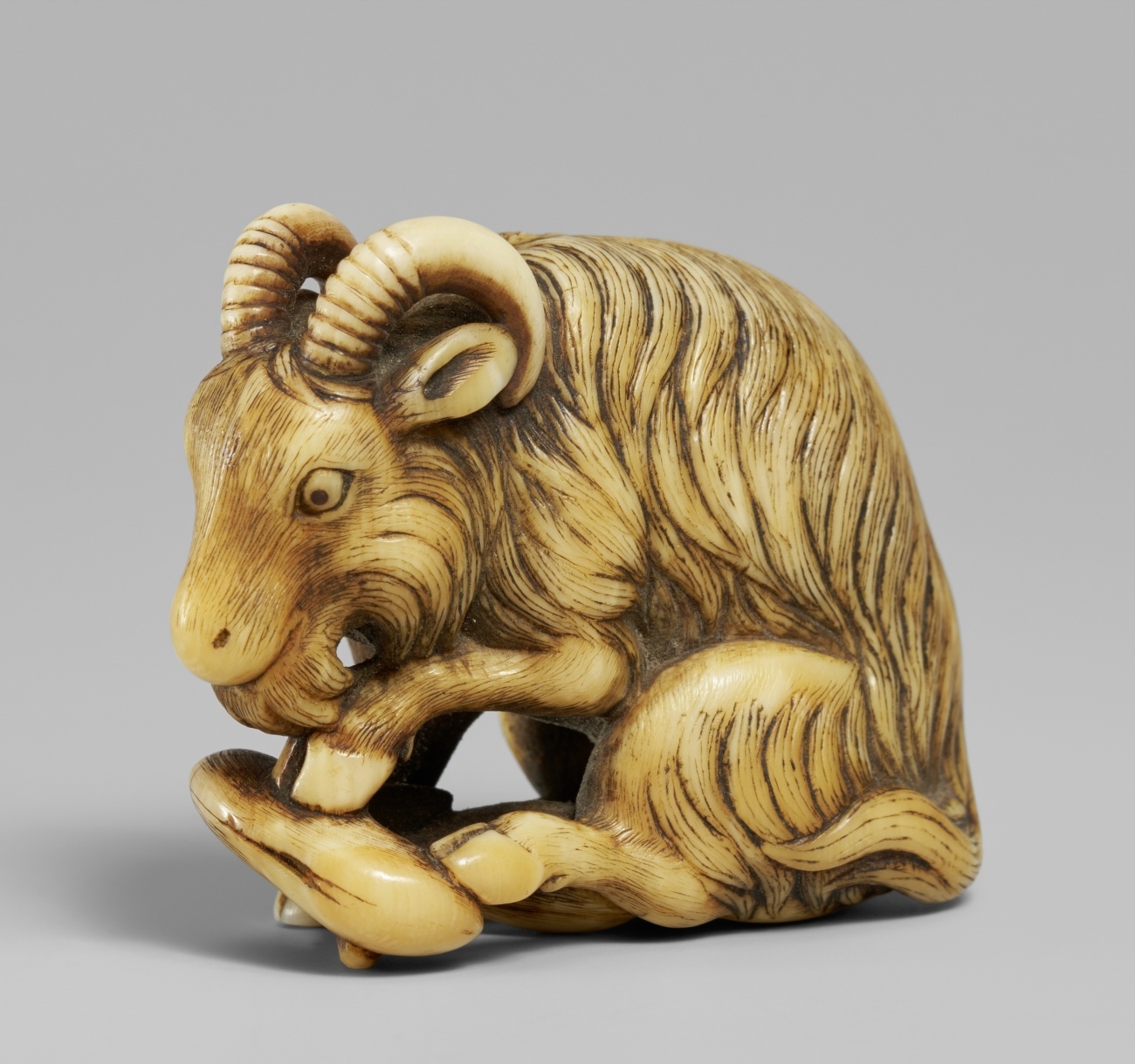 Okakoto | An ivory netsuke of a long-haired goat, by Okakoto. Early ...