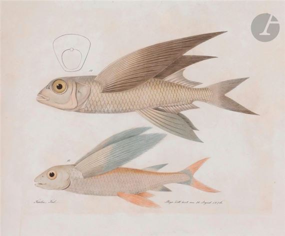 Aloys Zötl | L’Exocet ou poisson-volant (1876) | MutualArt