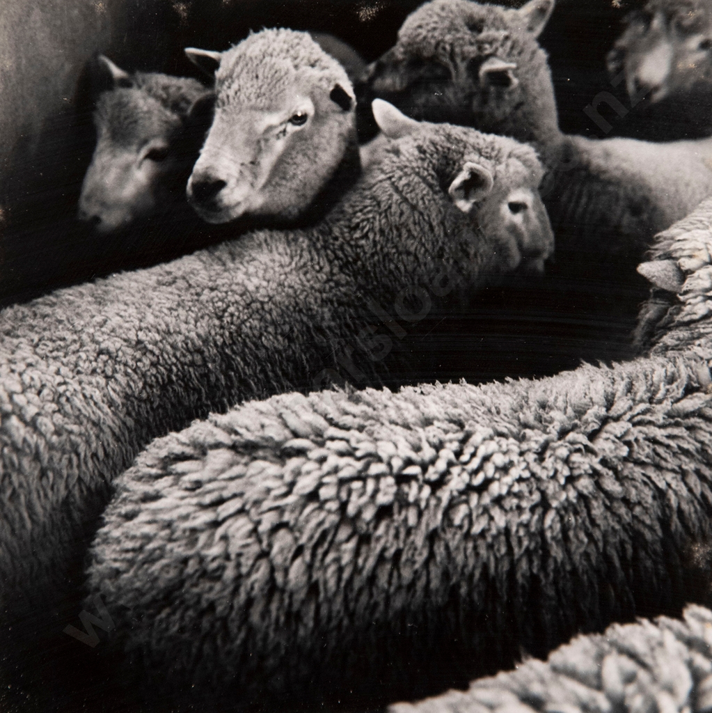 Peter Peryer | Farm Study (1986) | MutualArt