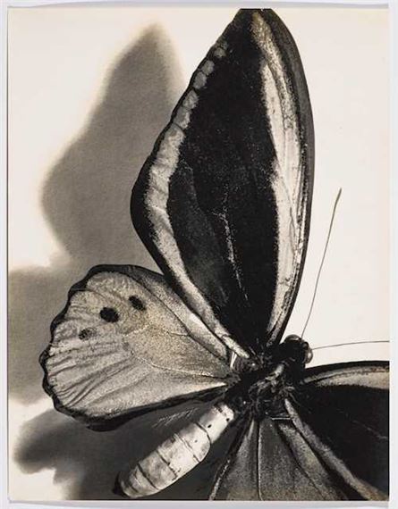 Alfred Person | Butterflies (Circa 1940) | MutualArt