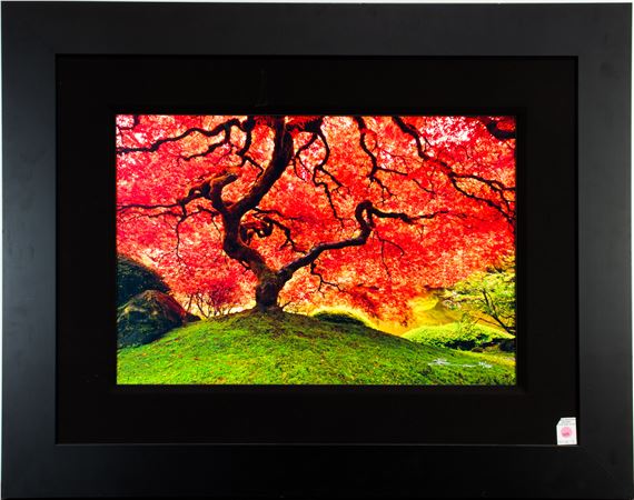 Peter Lik | Tree of Life | MutualArt