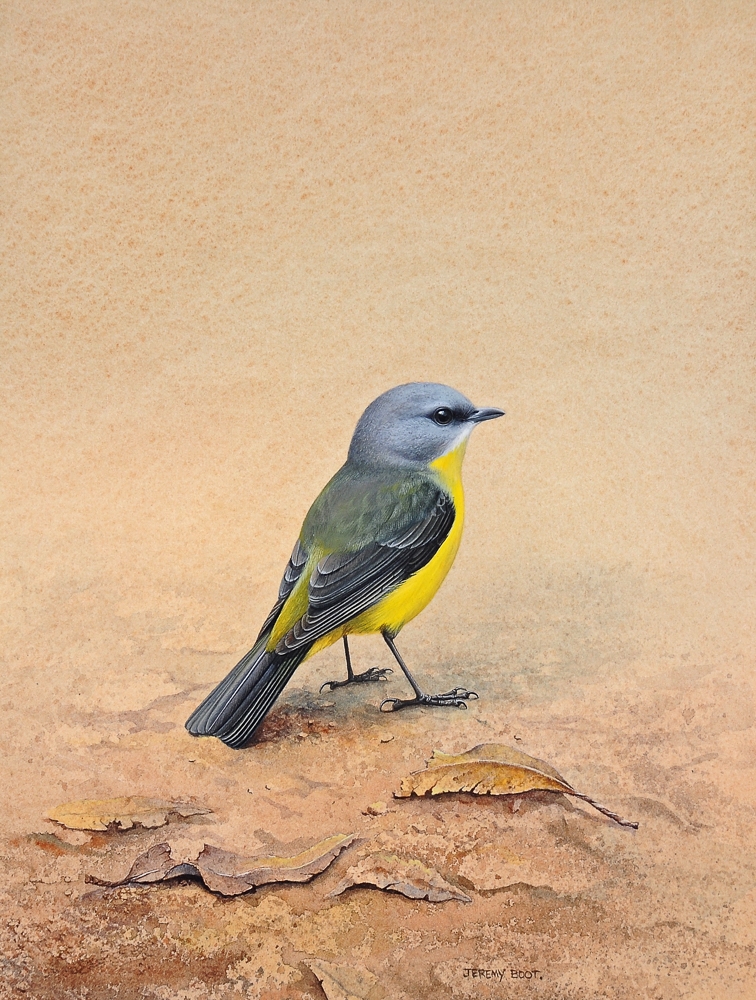 Jeremy Boot | Eastern Yellow Robin | MutualArt
