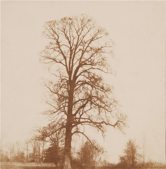 William Henry Fox Talbot | Elm Tree, Lacock Abbey (1843) | MutualArt