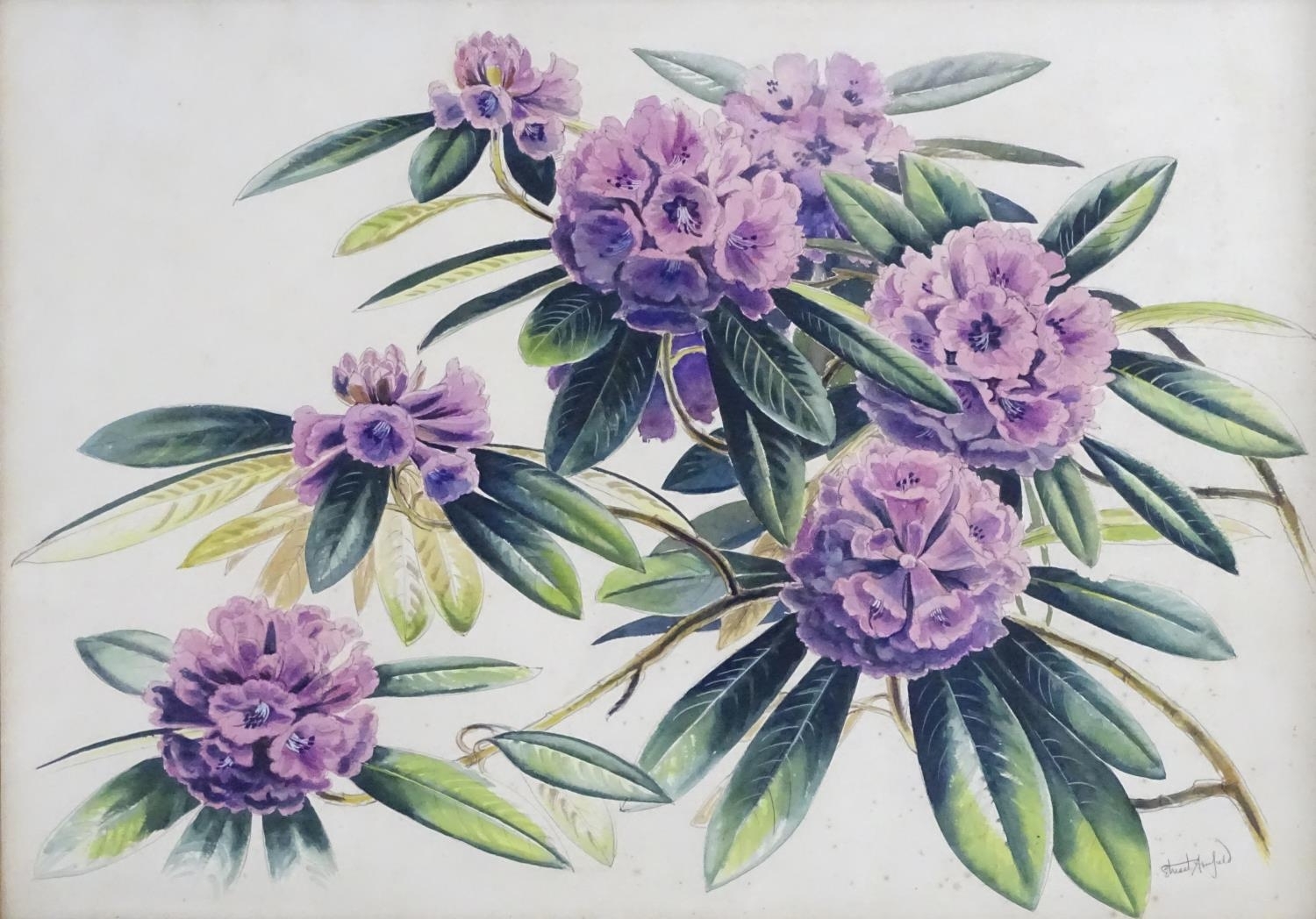 Stuart Maxwell Armfield | A still life study of rhododendron flowers ...