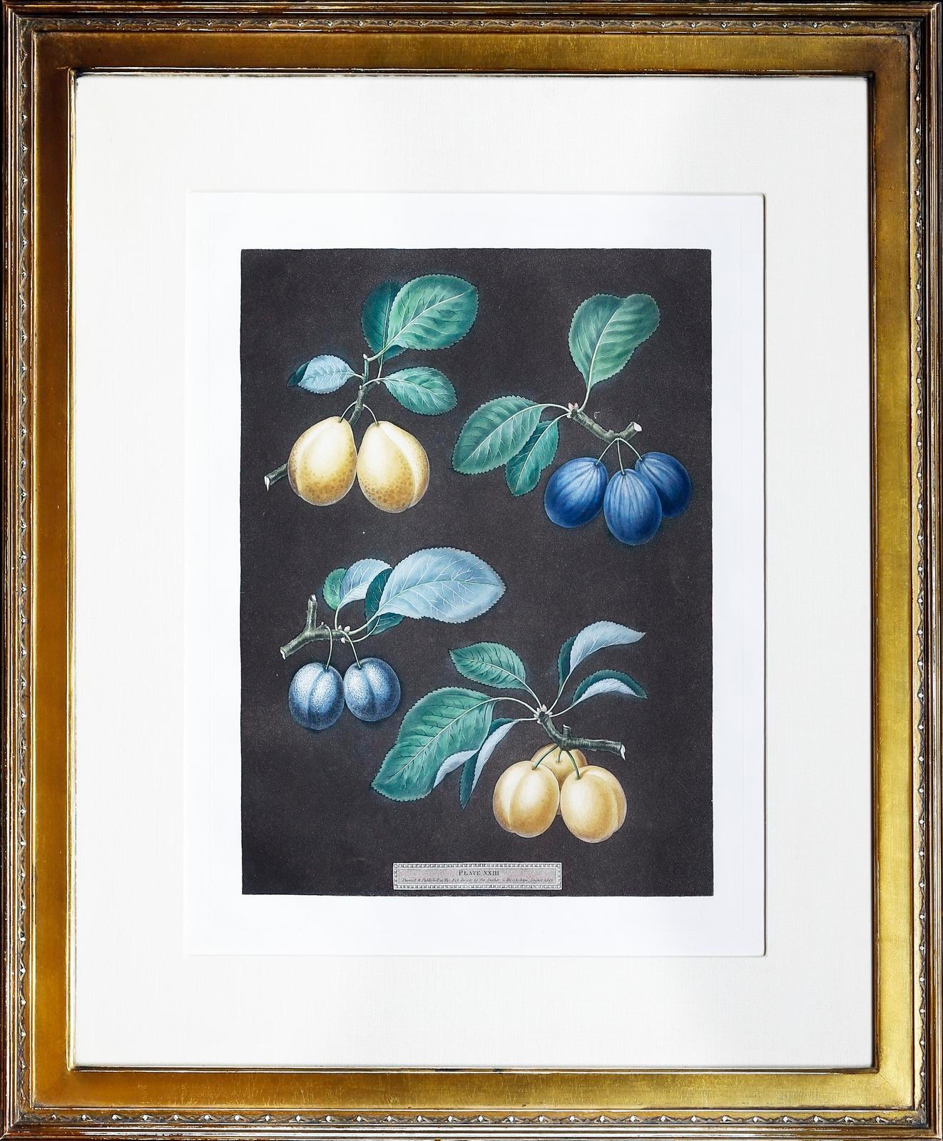 George Brookshaw | Plums | MutualArt