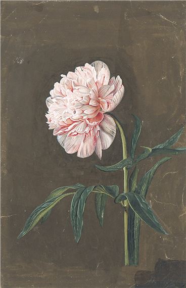 German School, 19th Century | Pfingstrose (1834) | MutualArt
