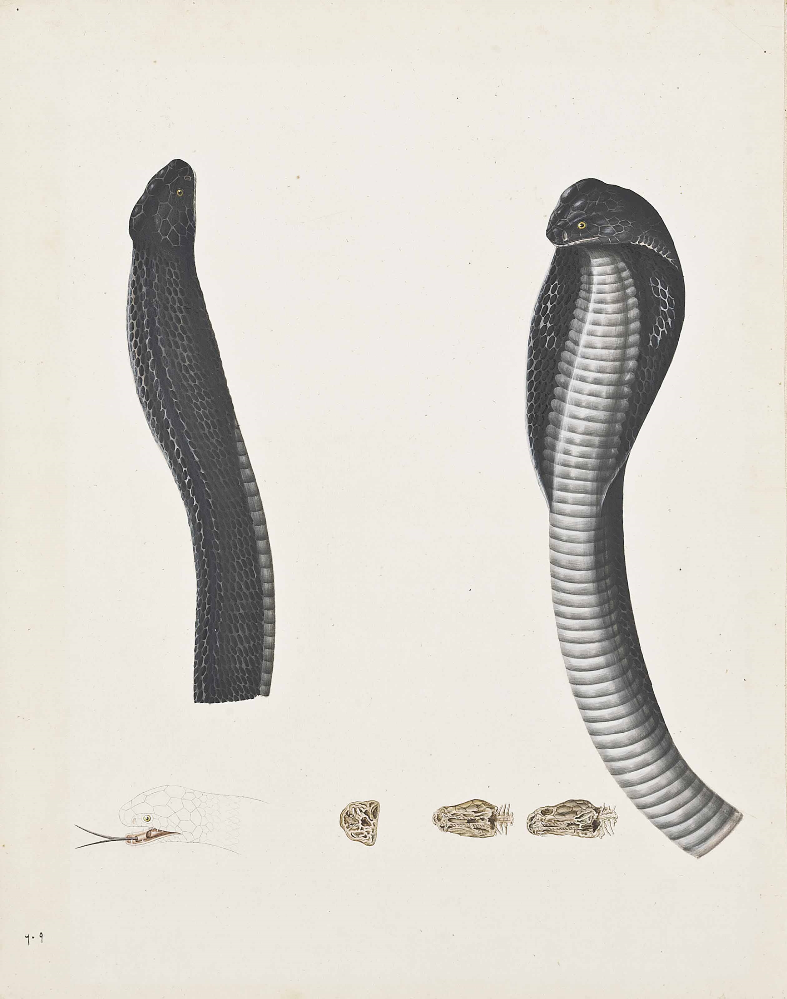 Indian Cobra Art