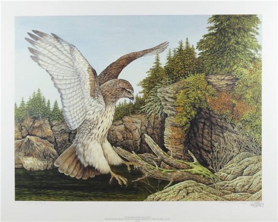 Christine Marshall | Five works: Northern Splendor Red-Tailed Hawk ...