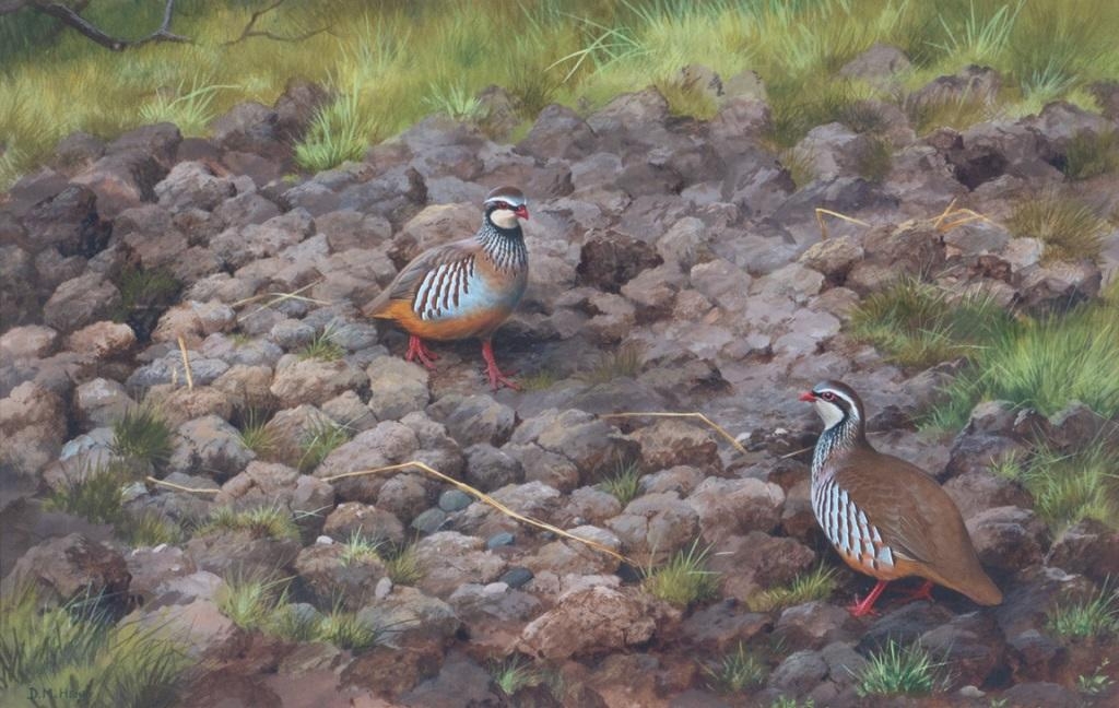 David Morrison Reid Henry | Red-Legged Partridges | MutualArt