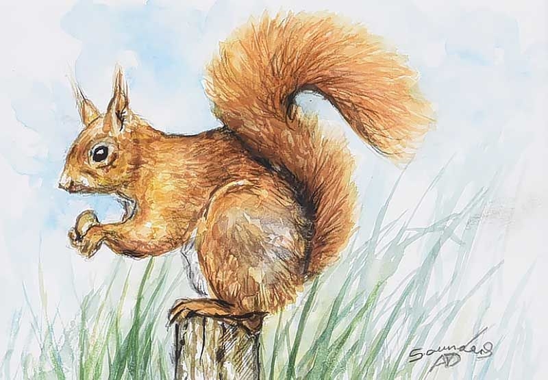 Red Squirrel Drawing